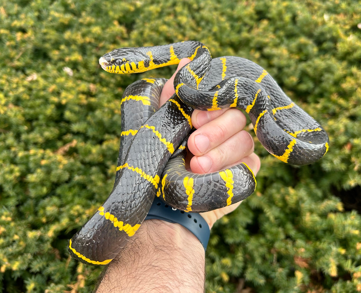 *Imperfect Adult Indonesian Mangrove Snake (Male) – Scales and Tails of ...