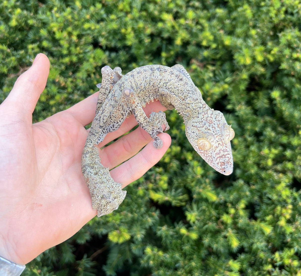 Adult Giant Leaf-tailed Gecko (Male 2) – Scales and Tails of Ohio