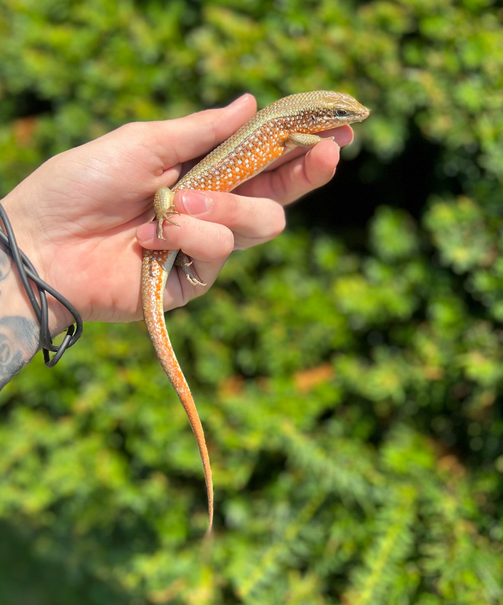 Adult Red-Sided Skink – Scales and Tails of Ohio