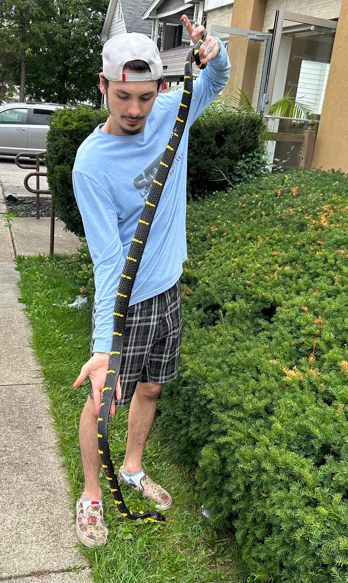 Adult XL Malaysian Mangrove Snake (Male) – Scales and Tails of Ohio