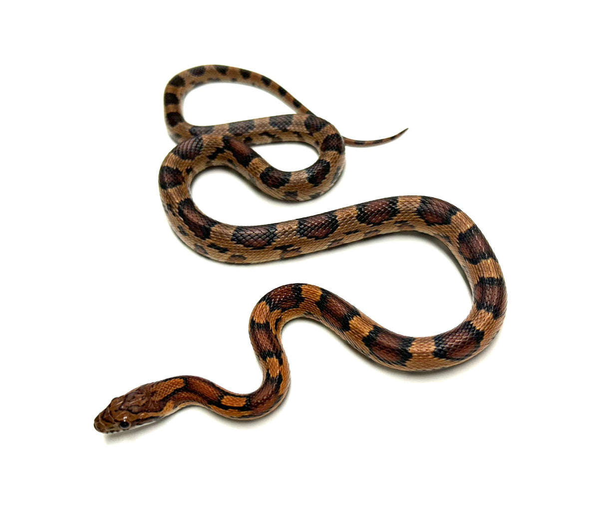 Juvenile Okeetee Corn Snake (Male) – Scales and Tails of Ohio