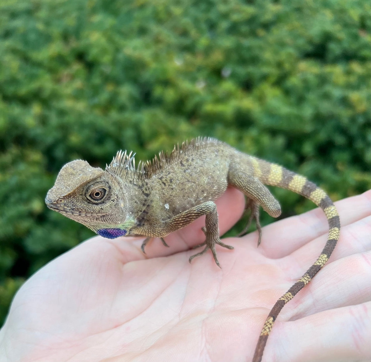 Adult Bell’s Angle-Head Lizard – Scales and Tails of Ohio