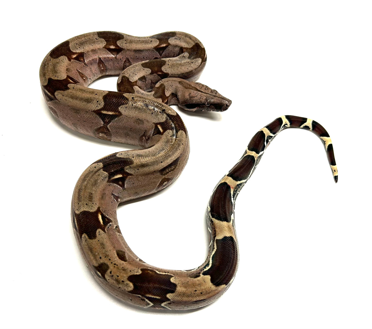 Small Suriname Boa (Male 3) – Scales and Tails of Ohio