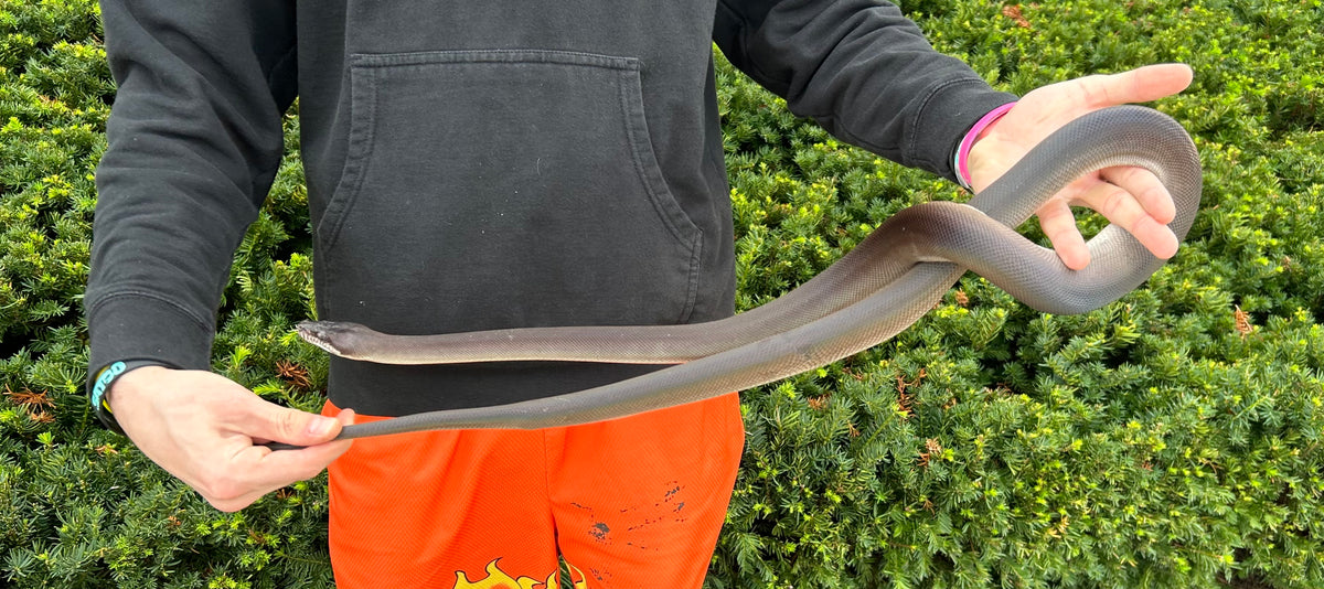 Sub-Adult Southern Black White-Lipped Python (Male 1) – Scales and ...