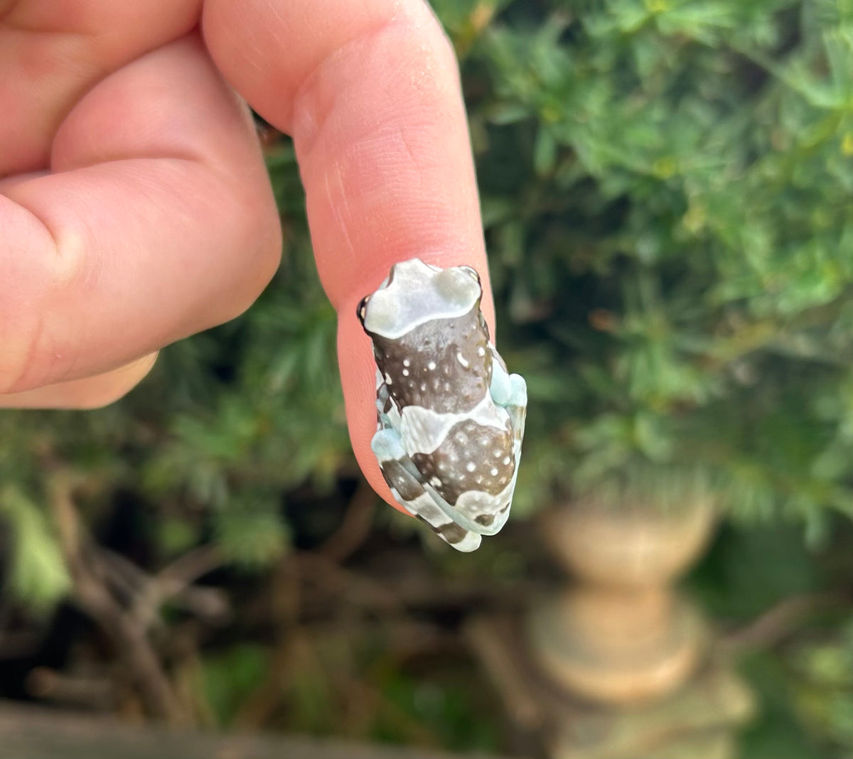 Juvenile Amazon Milk Frog – Scales and Tails of Ohio