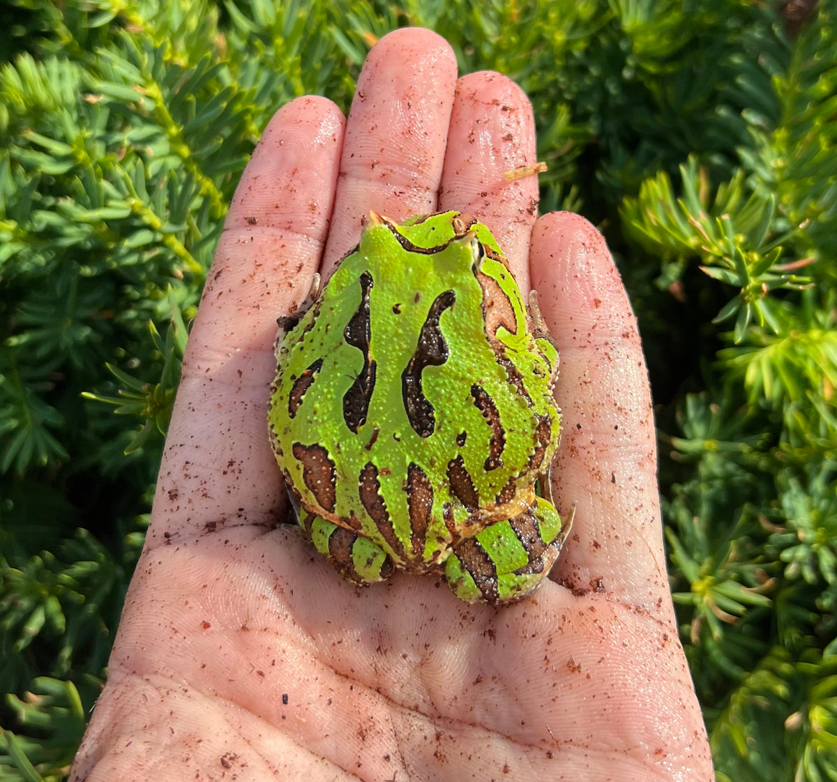 Juvenile Fantasy Pac Man Frog (9) – Scales and Tails of Ohio