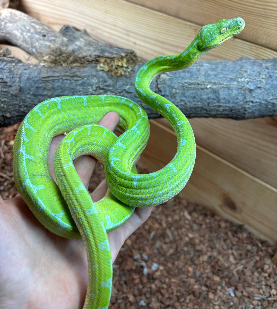 Adult Manokwari Green Tree Python (Male) – Scales and Tails of Ohio