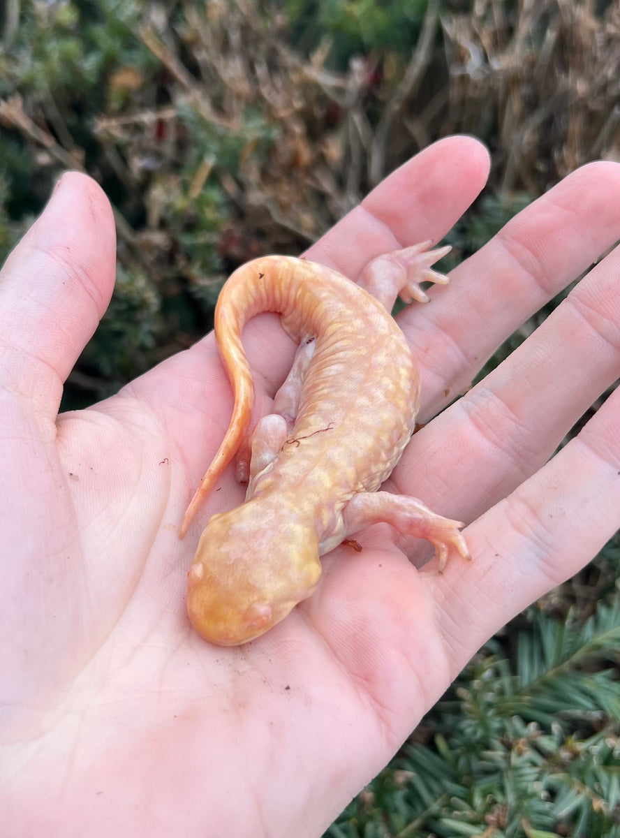 Adult Albino Tiger Salamander – Scales and Tails of Ohio