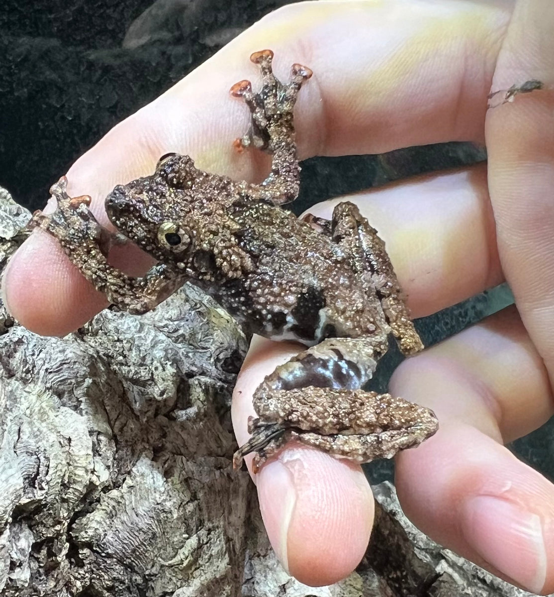 Malaysian Spiny Wart Frog – Scales and Tails of Ohio