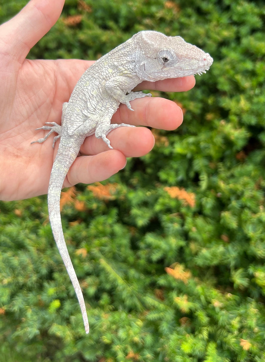 Sub-Adult Cuban False Chameleon – Scales and Tails of Ohio