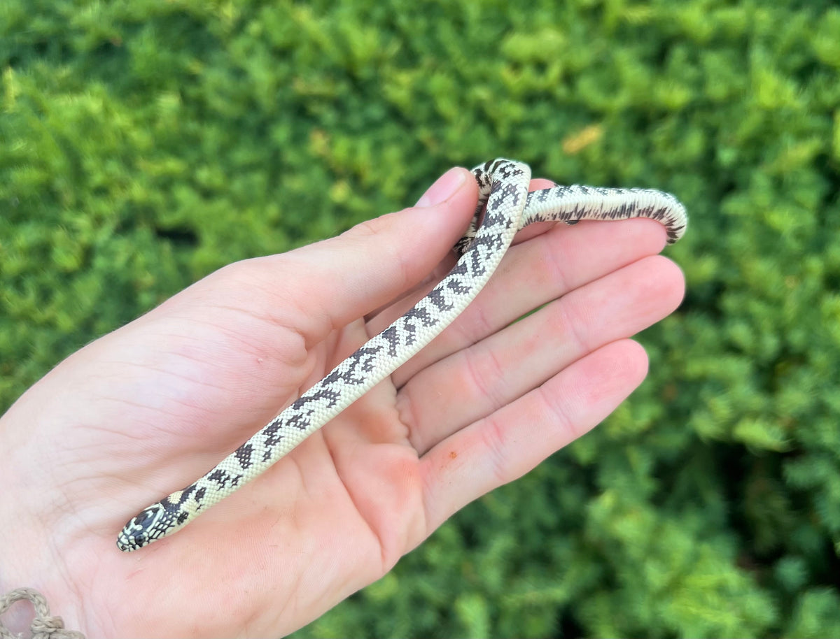Baby Aberrant Florida Kingsnake (Male 1) – Scales and Tails of Ohio