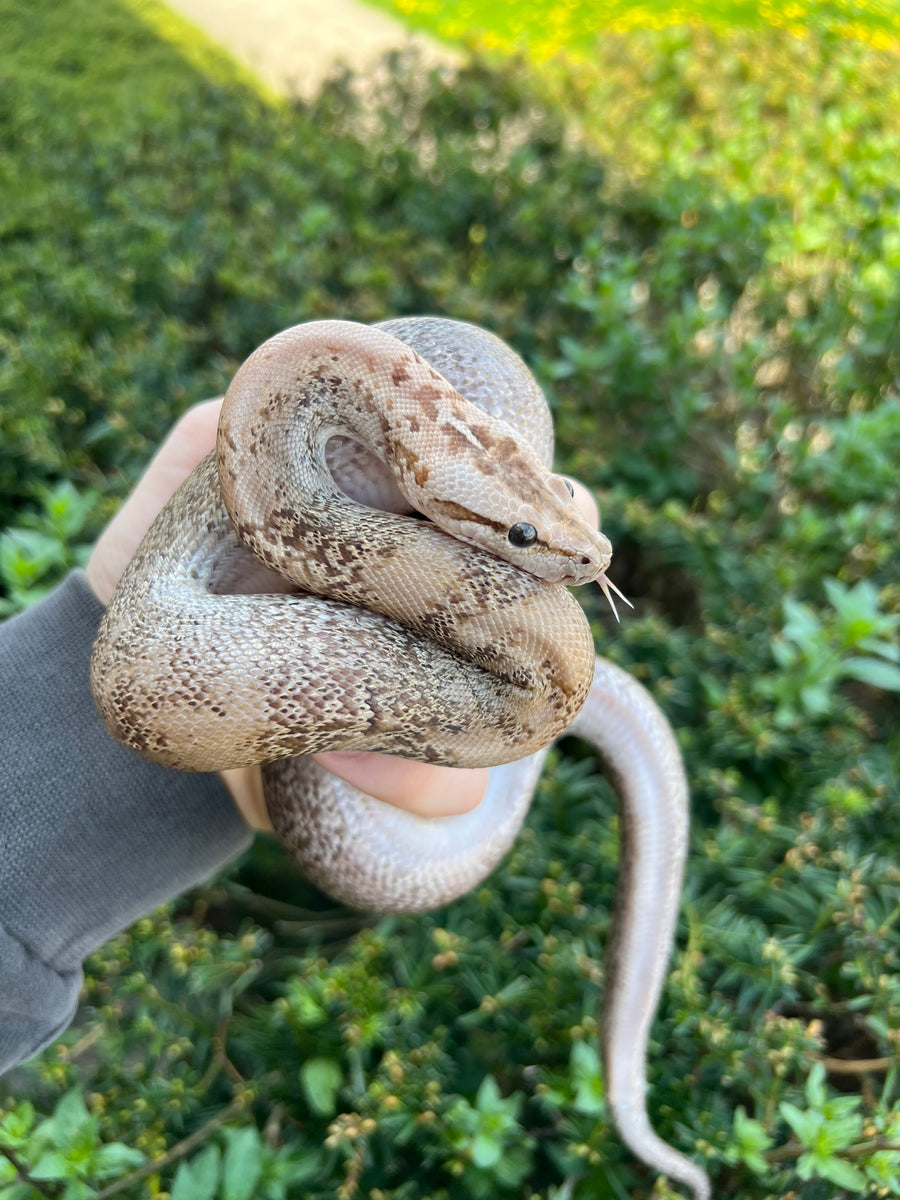 Juvenile Granite het Albino Burmese Python (Male) – Scales and Tails of ...