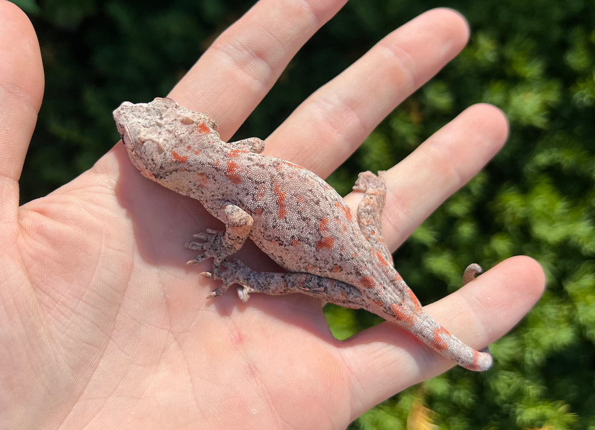 Sub-Adult Orange Blotched Gargoyle Gecko (Female 2) – Scales and Tails ...