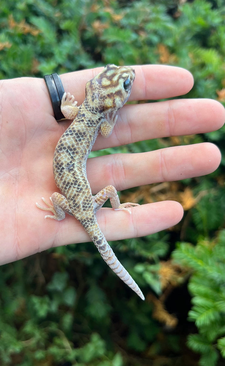 Adult Frog-Eyed Gecko – Scales and Tails of Ohio