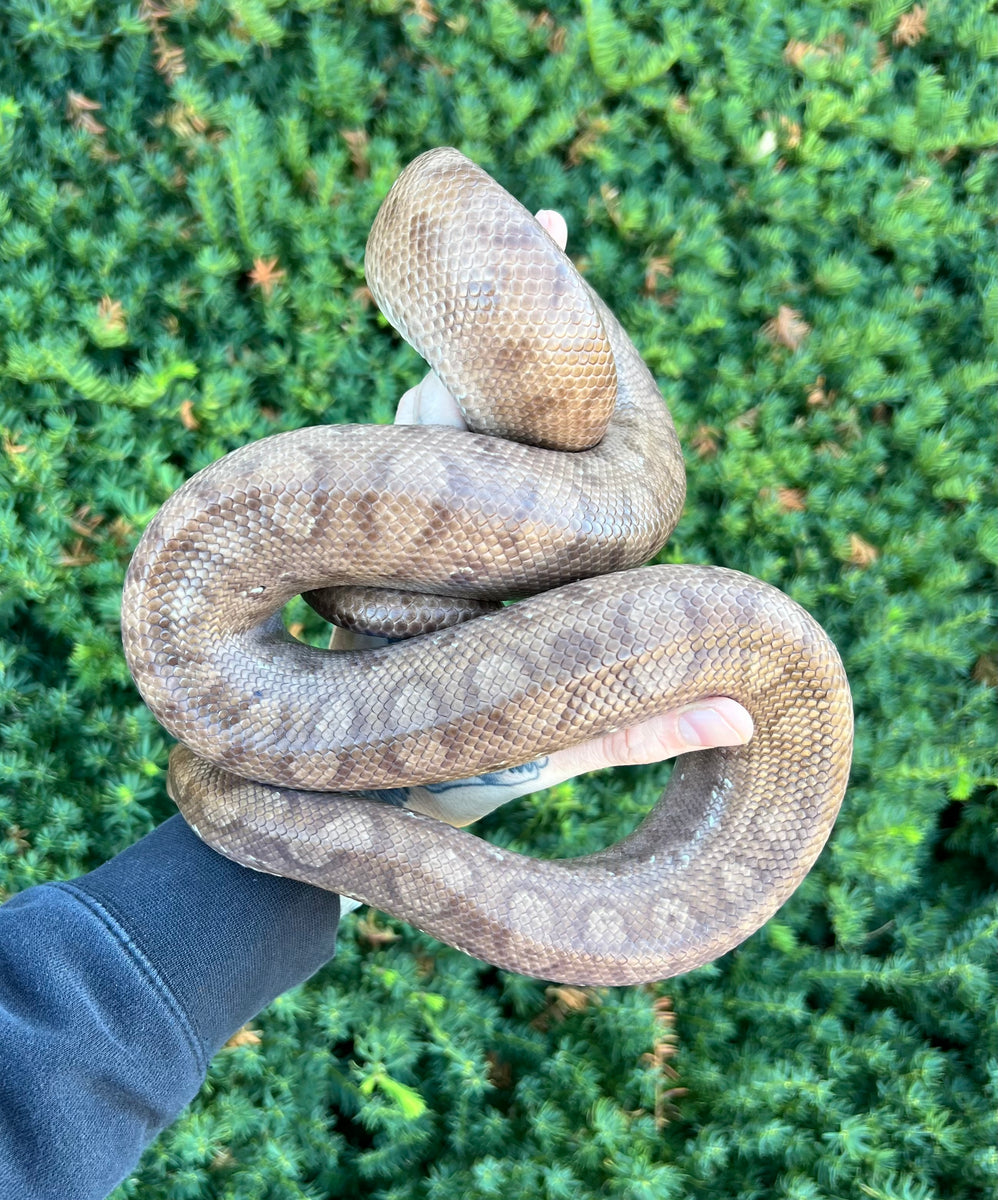 Adult Columbian Rainbow Boa (Male) – Scales and Tails of Ohio
