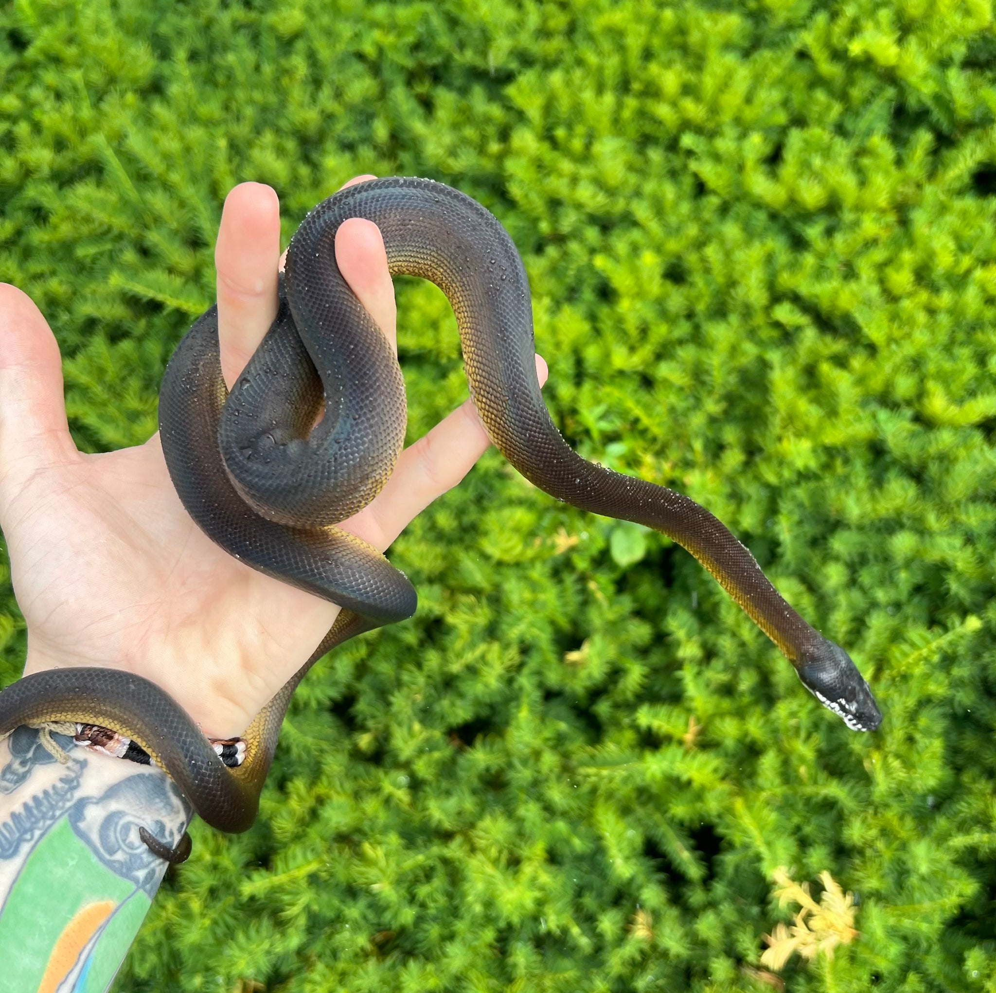 Pythons – Page 2 – Scales and Tails of Ohio