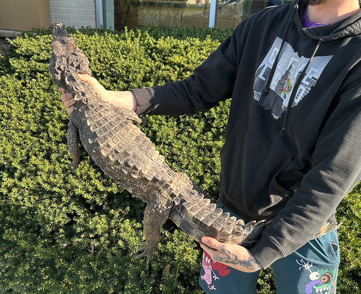 Sub-Adult Smooth-Fronted Caiman (Male) – Scales and Tails of Ohio