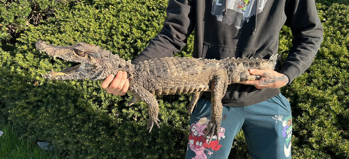 Sub-Adult Smooth-Fronted Caiman (Male) – Scales and Tails of Ohio