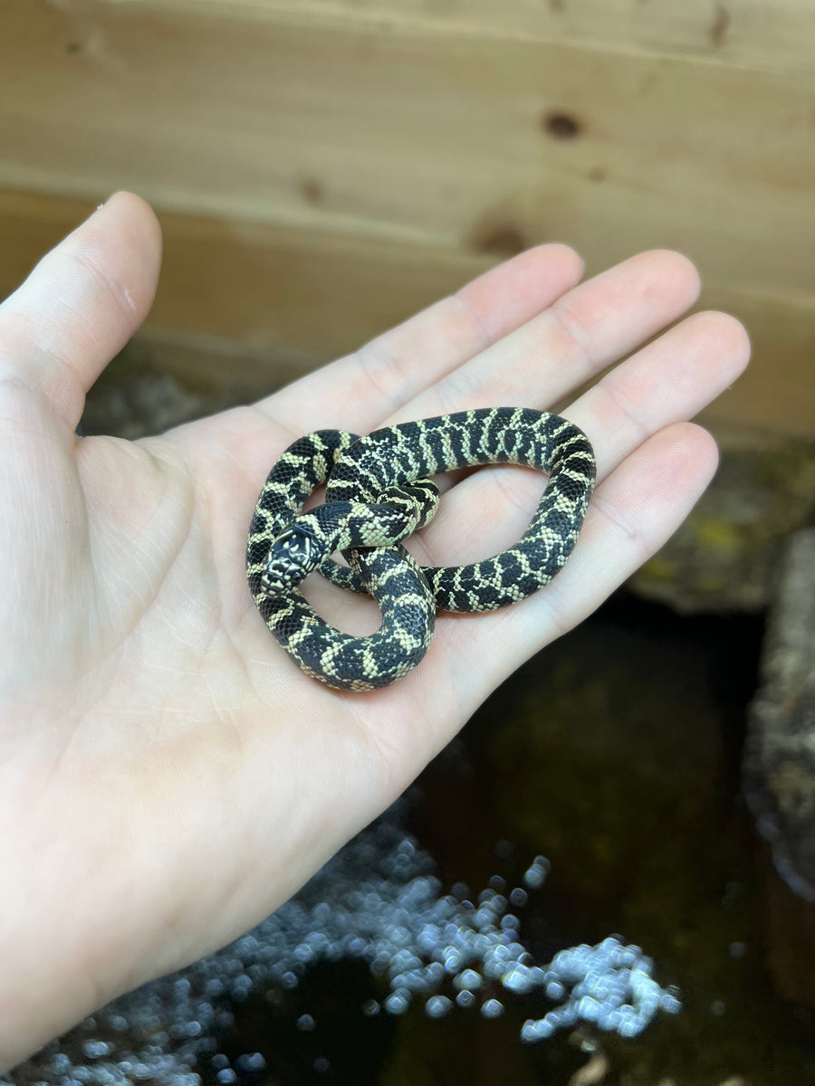 Baby Florida Kingsnake – Scales and Tails of Ohio