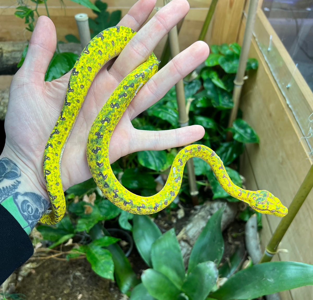 Juvenile Biak Green Tree Python (2) – Scales and Tails of Ohio