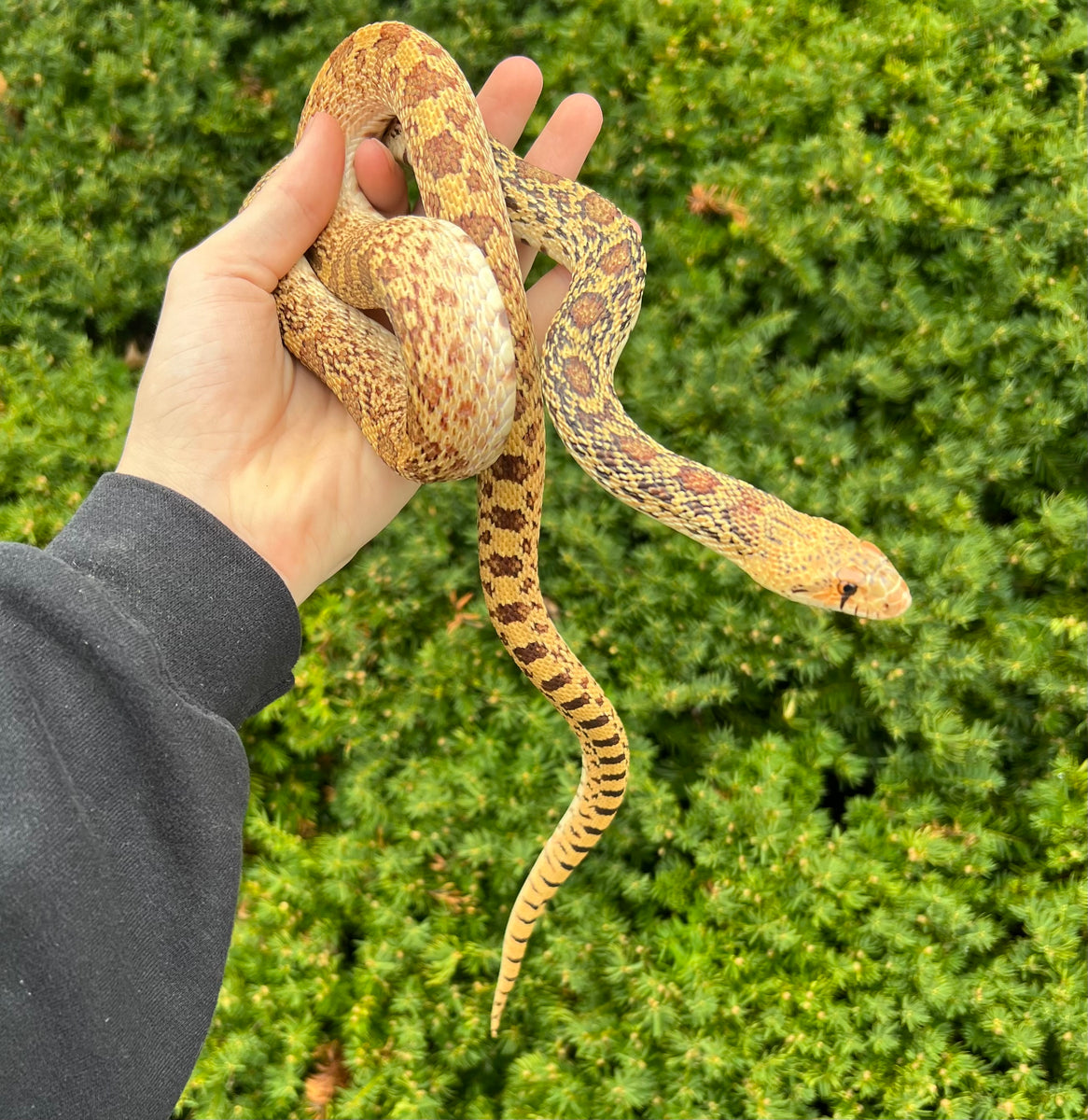 Adult Red Bullsnake (Male) – Scales and Tails of Ohio