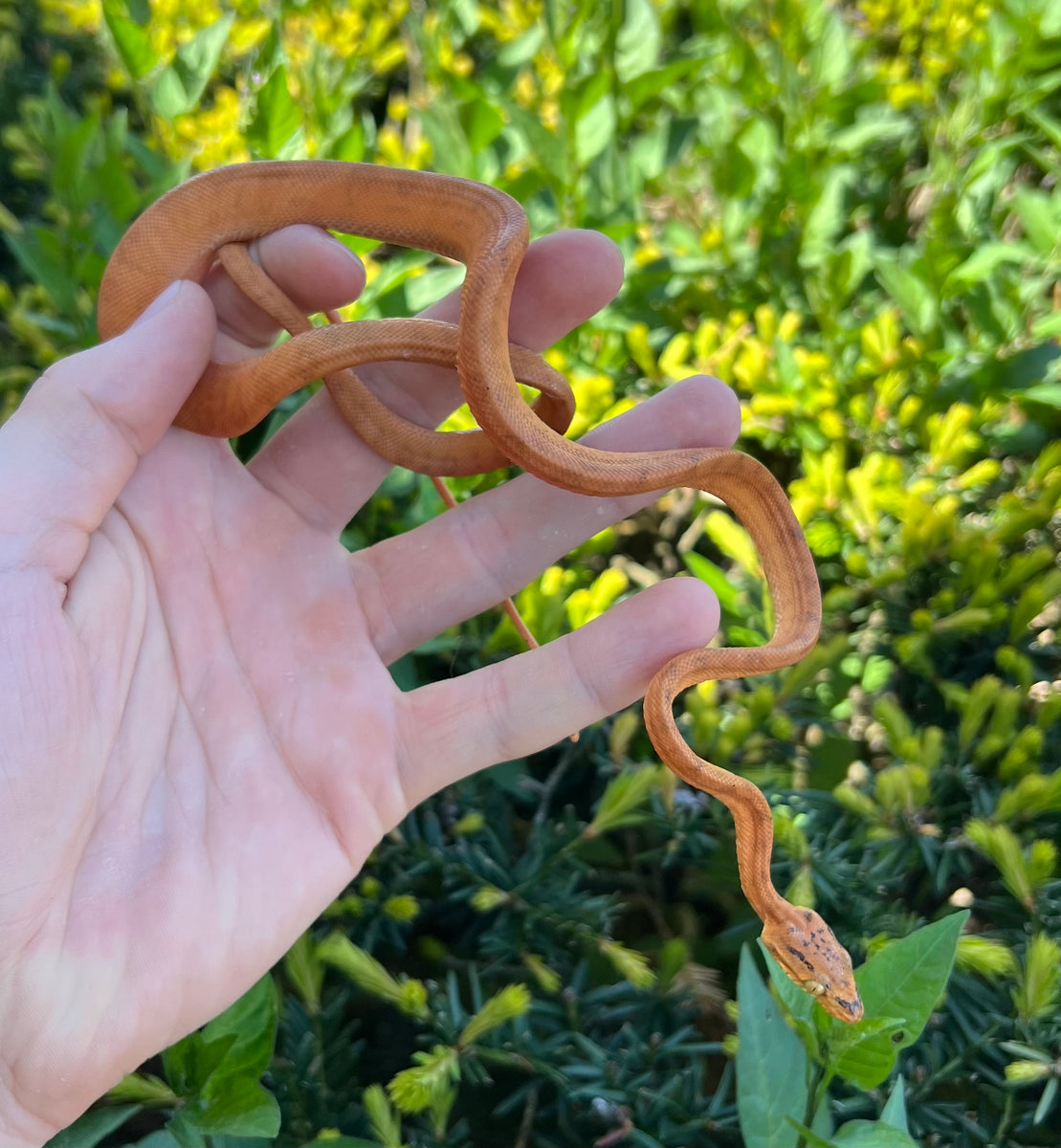 Orange Amazon Tree Boa (Male 1) – Scales and Tails of Ohio