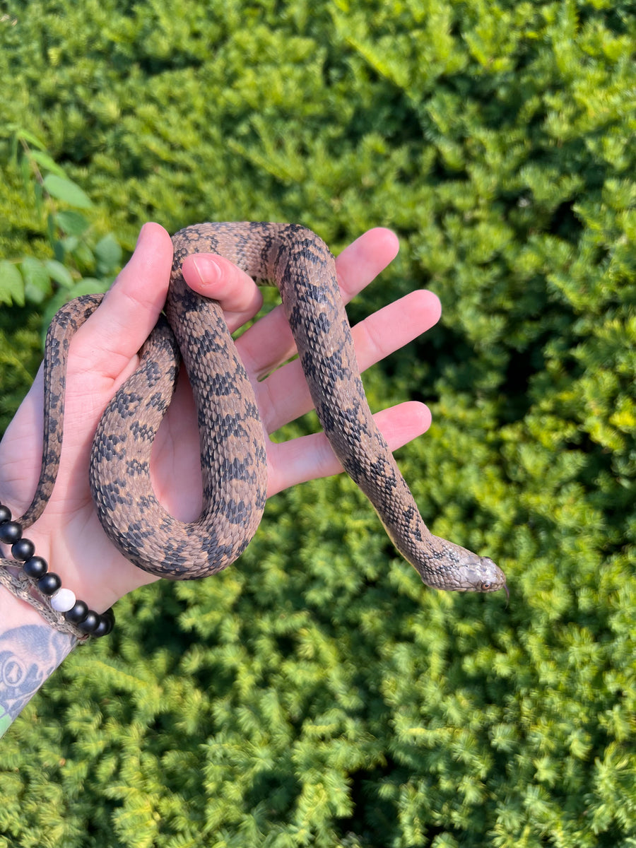 Adult Diamondback Water Snake (Female) – Scales and Tails of Ohio