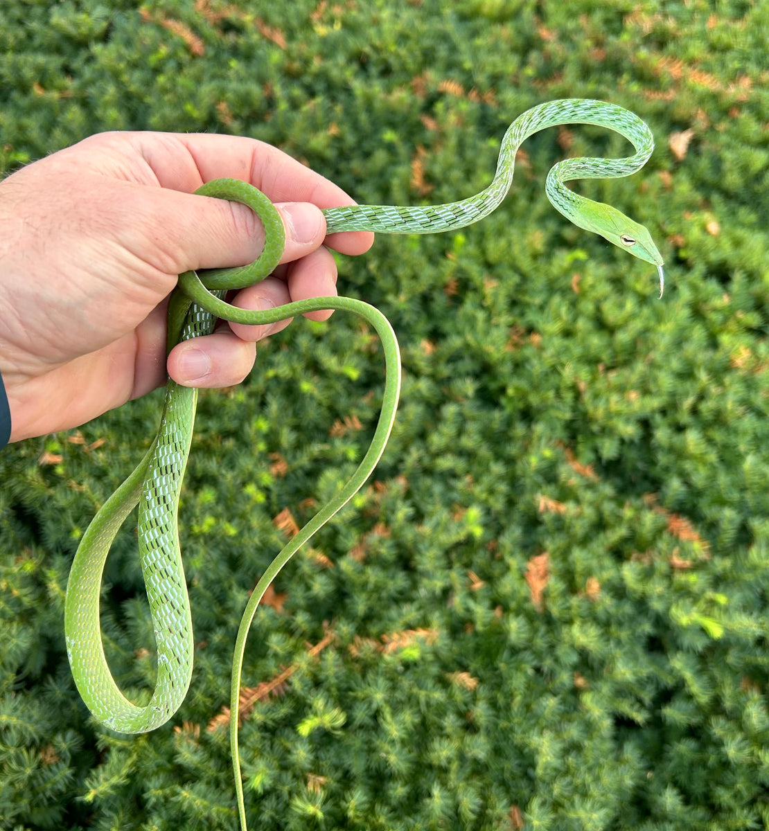 Asian Vine Snake – Scales and Tails of Ohio