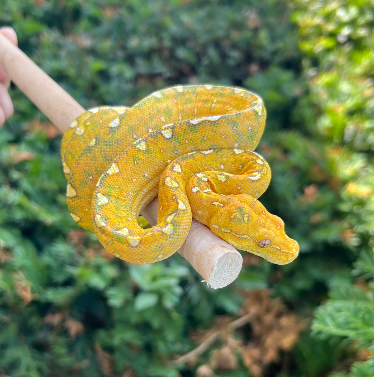 Juvenile Biak Green Tree Python (Female 1) – Scales and Tails of Ohio