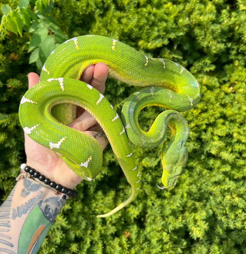 Boas – Page 2 – Scales and Tails of Ohio