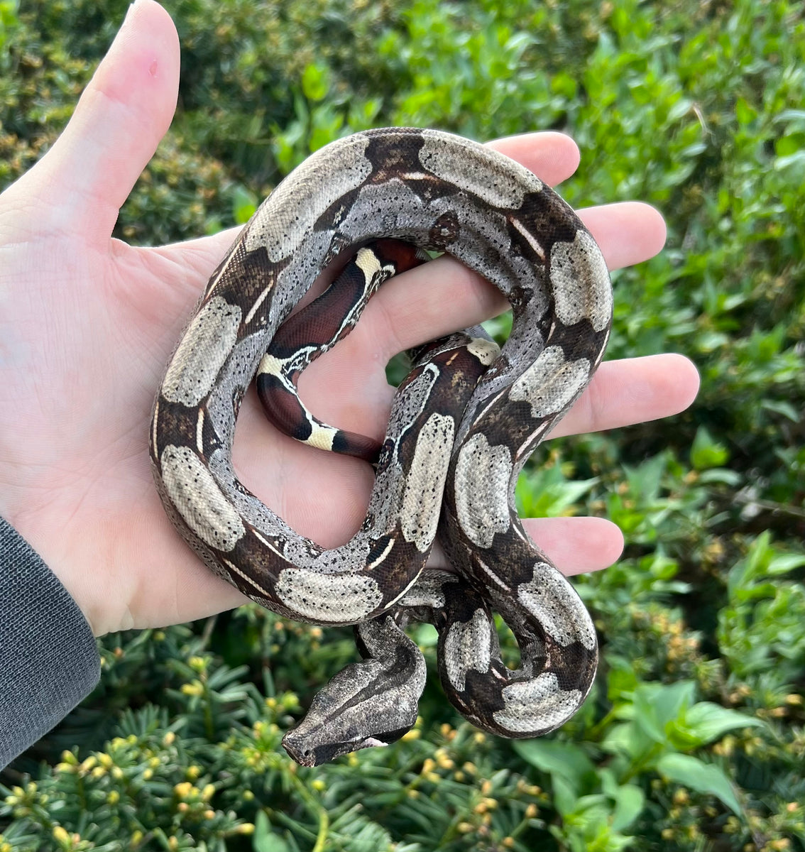 Baby Suriname Boa (Male 2) – Scales and Tails of Ohio