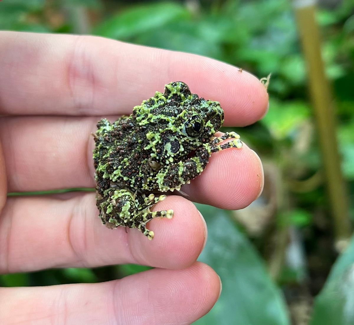 Sub-Adult Vietnamese Mossy Frog – Scales and Tails of Ohio