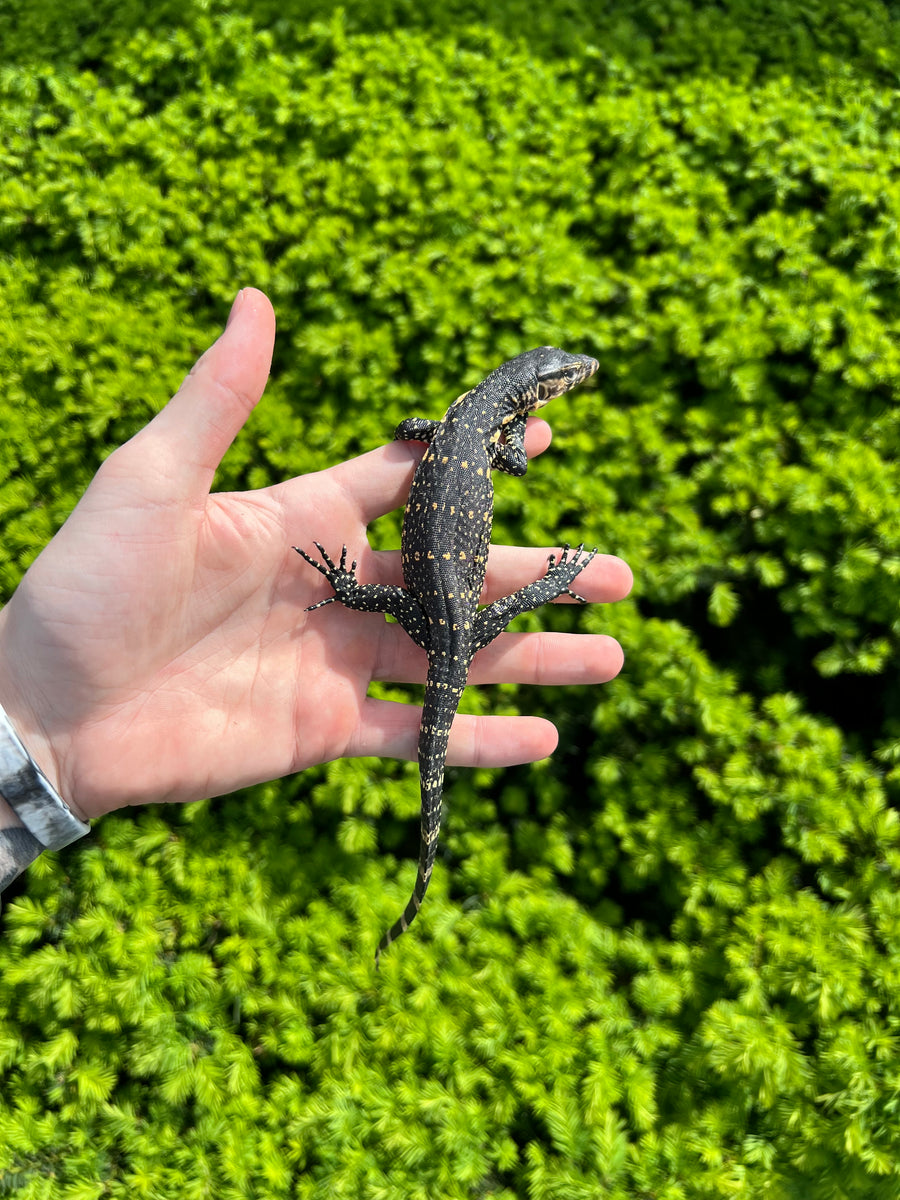 Baby Asian Water Monitor 100% het Black Dragon – Scales and Tails of Ohio
