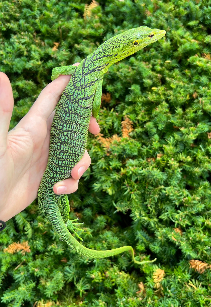 Sub-Adult Green Tree Monitor (Female 1) – Scales and Tails of Ohio