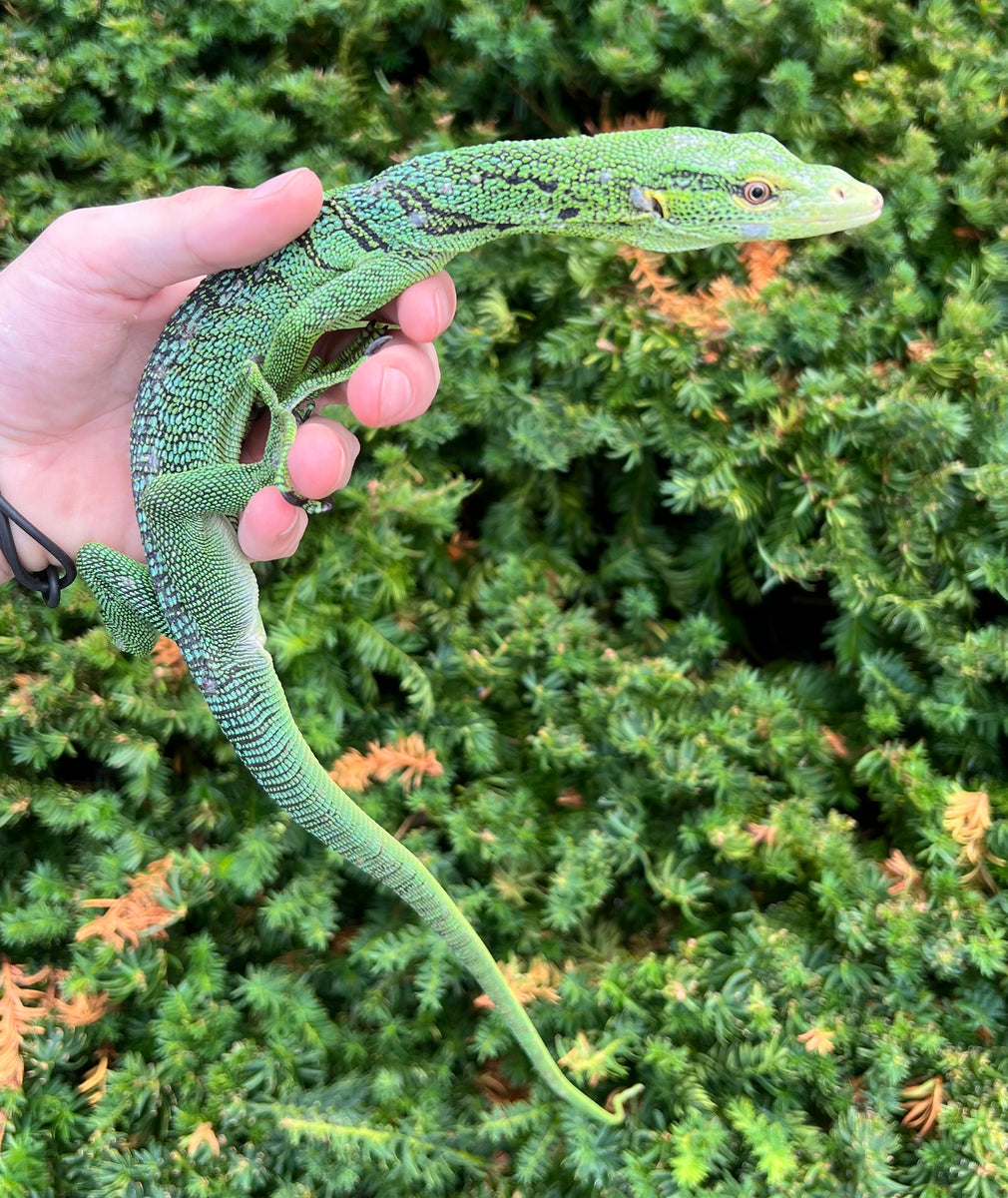 *Imperfect Adult Green Tree Monitor (Male) – Scales and Tails of Ohio