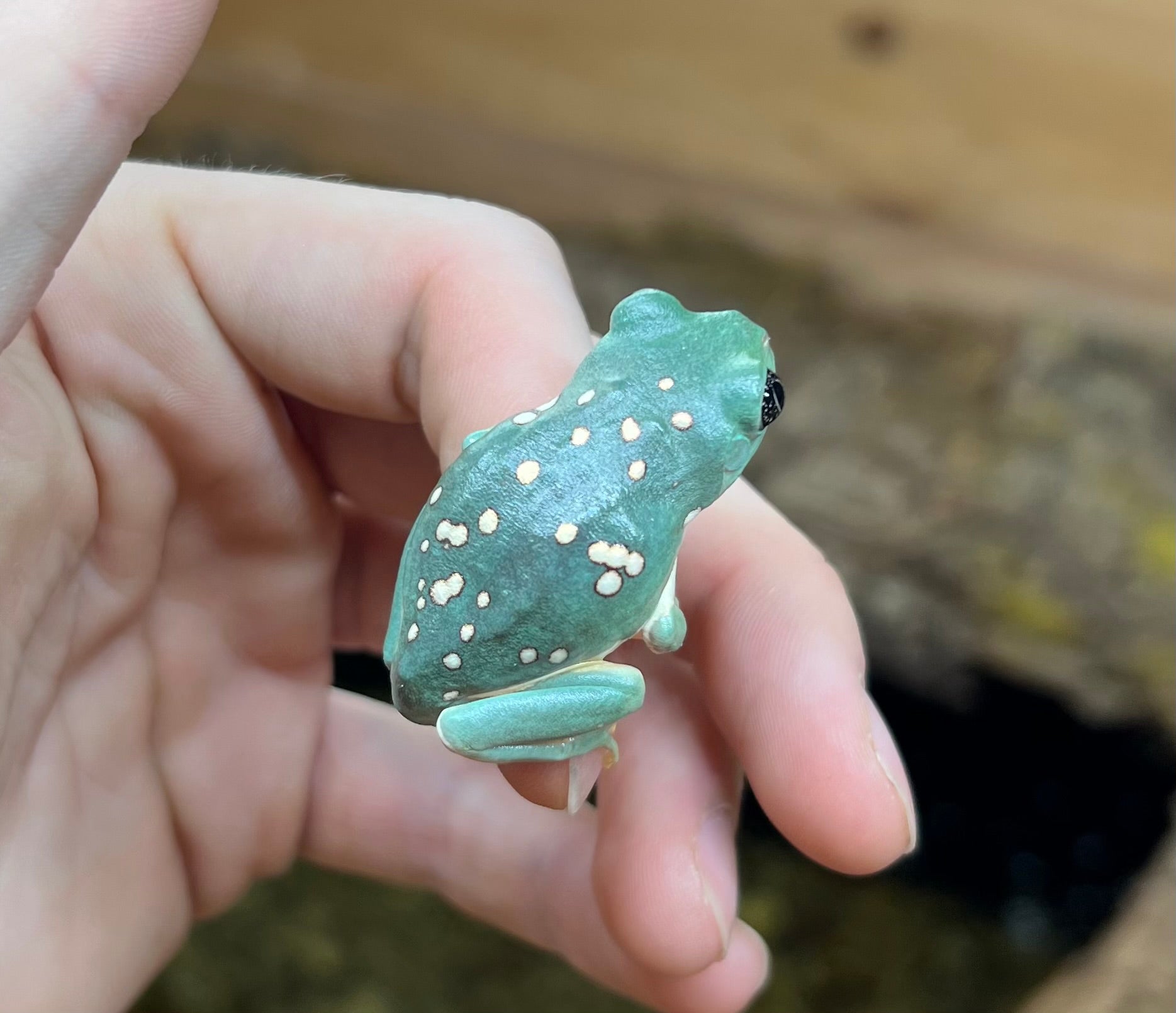 Mexican Leaf Frog – Scales and Tails of Ohio