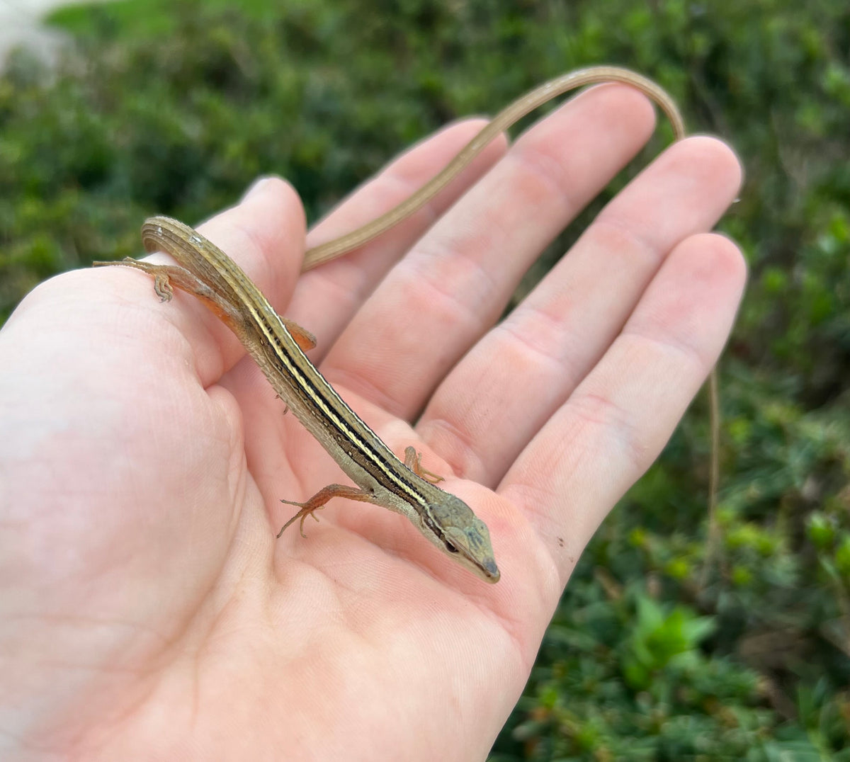 Long-Tailed Lizard – Scales and Tails of Ohio