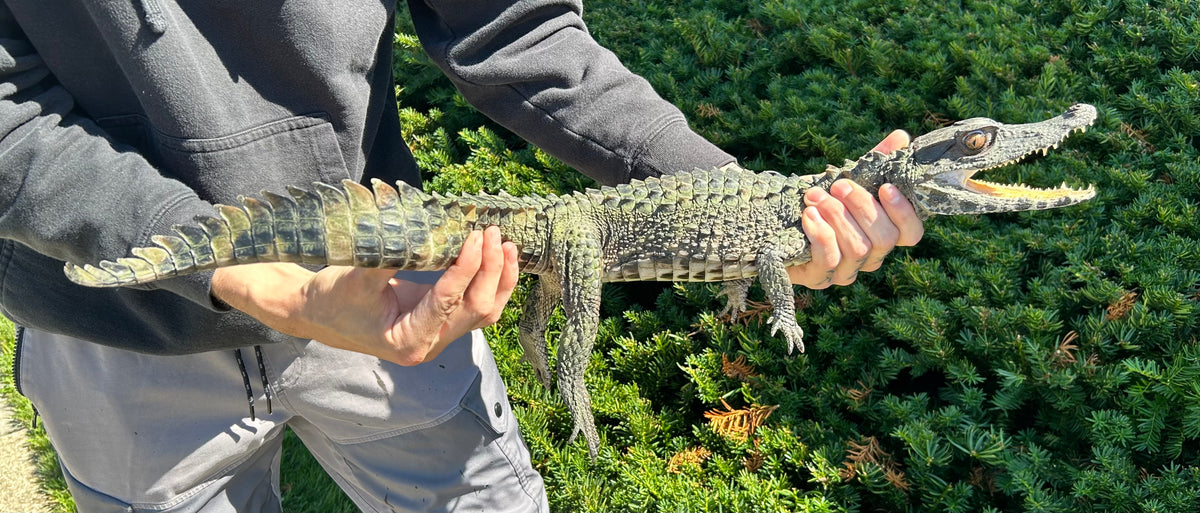 Juvenile Smooth Front Caiman – Scales and Tails of Ohio