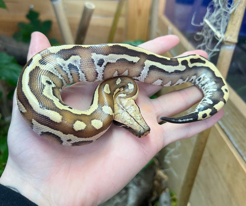 Pythons – Scales and Tails of Ohio