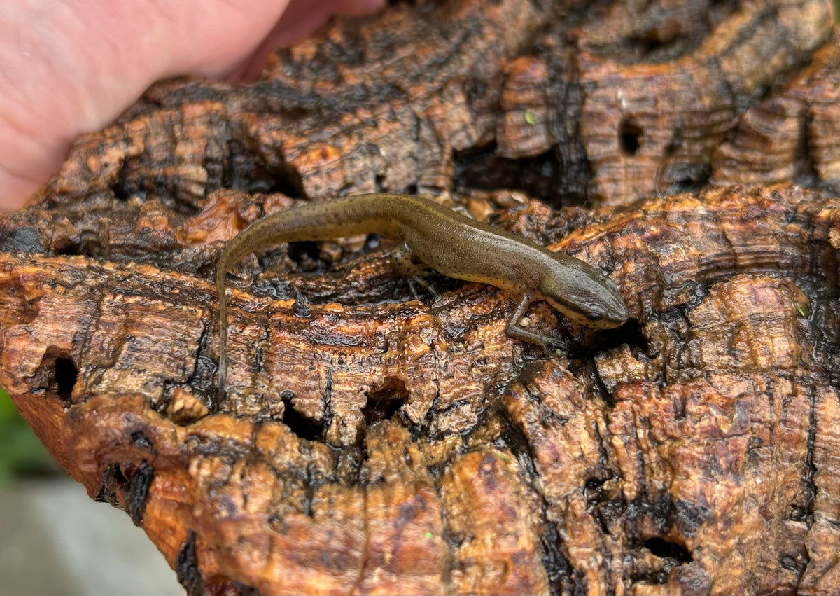 Adult Peninsula Newt – Scales and Tails of Ohio