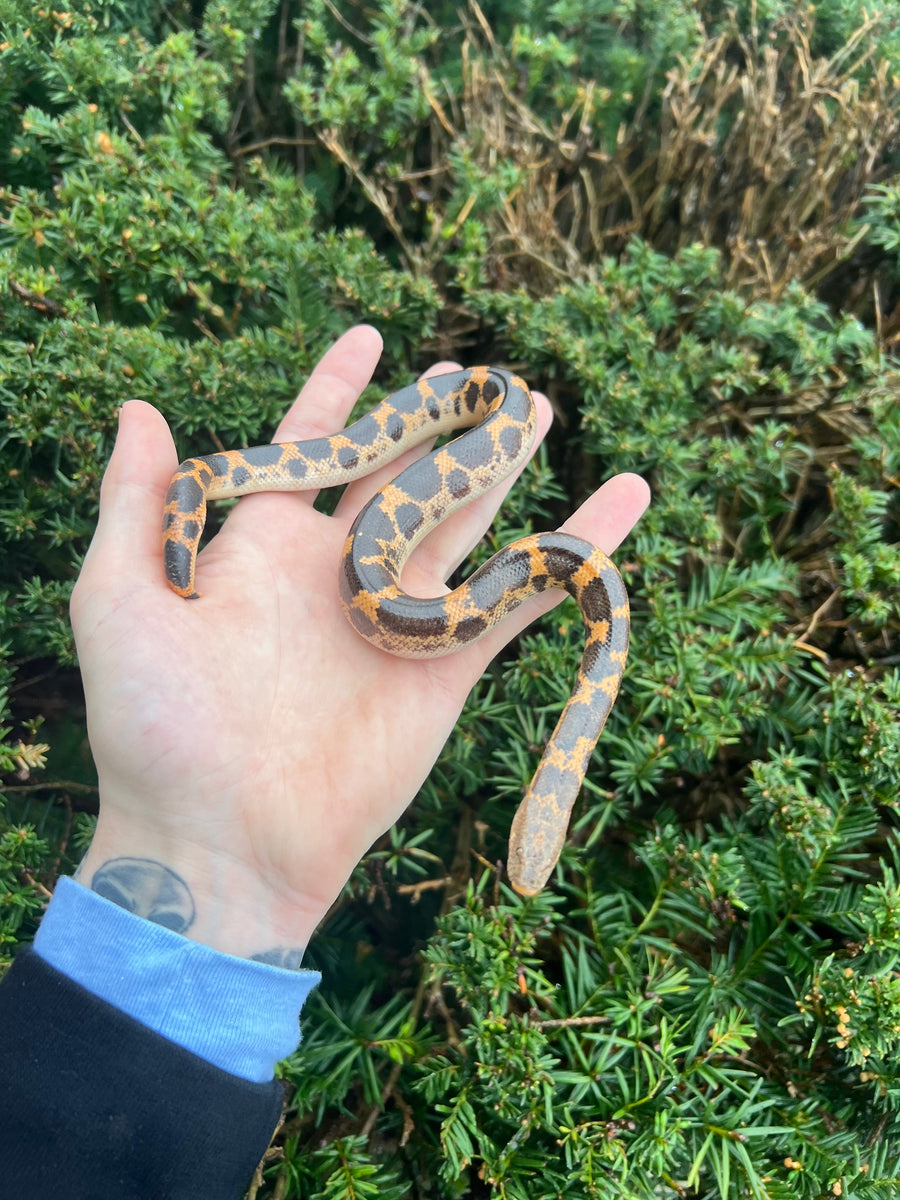 Adult Saharan Sand Boa (Male 2) – Scales and Tails of Ohio