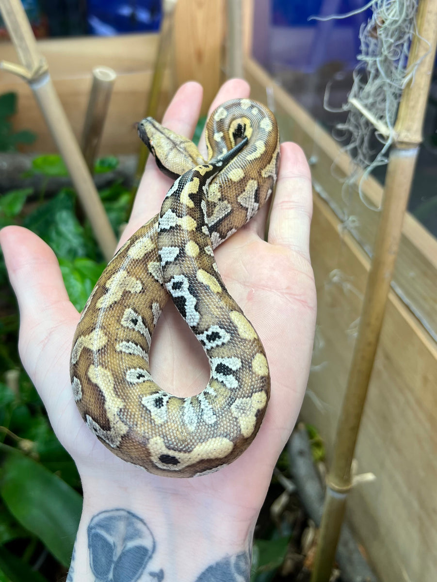 Baby Red Blood Python (Female 7) – Scales and Tails of Ohio