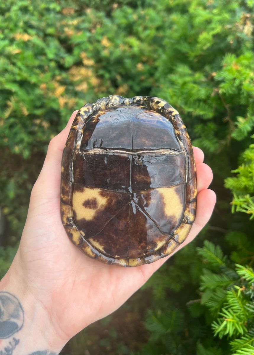Adult Eastern Box Turtle (Female 3) – Scales and Tails of Ohio