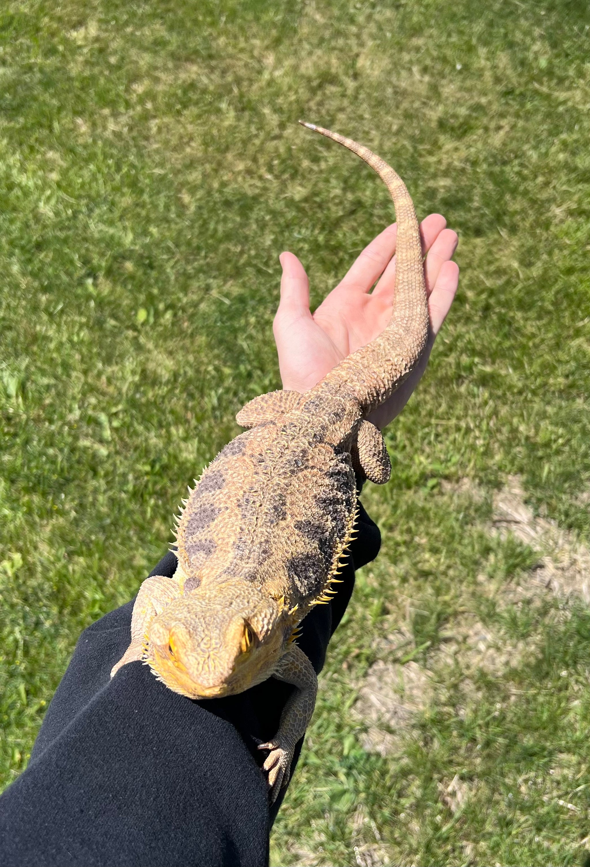 Bearded Dragons – Scales and Tails of Ohio