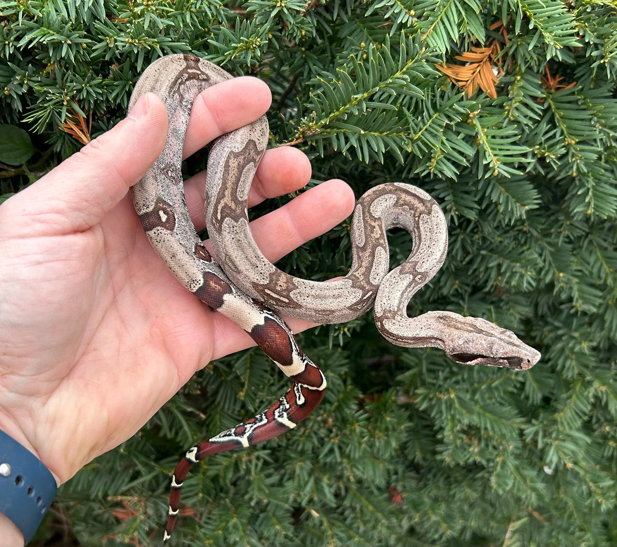 Baby Guyana Boa (Male 1) – Scales and Tails of Ohio