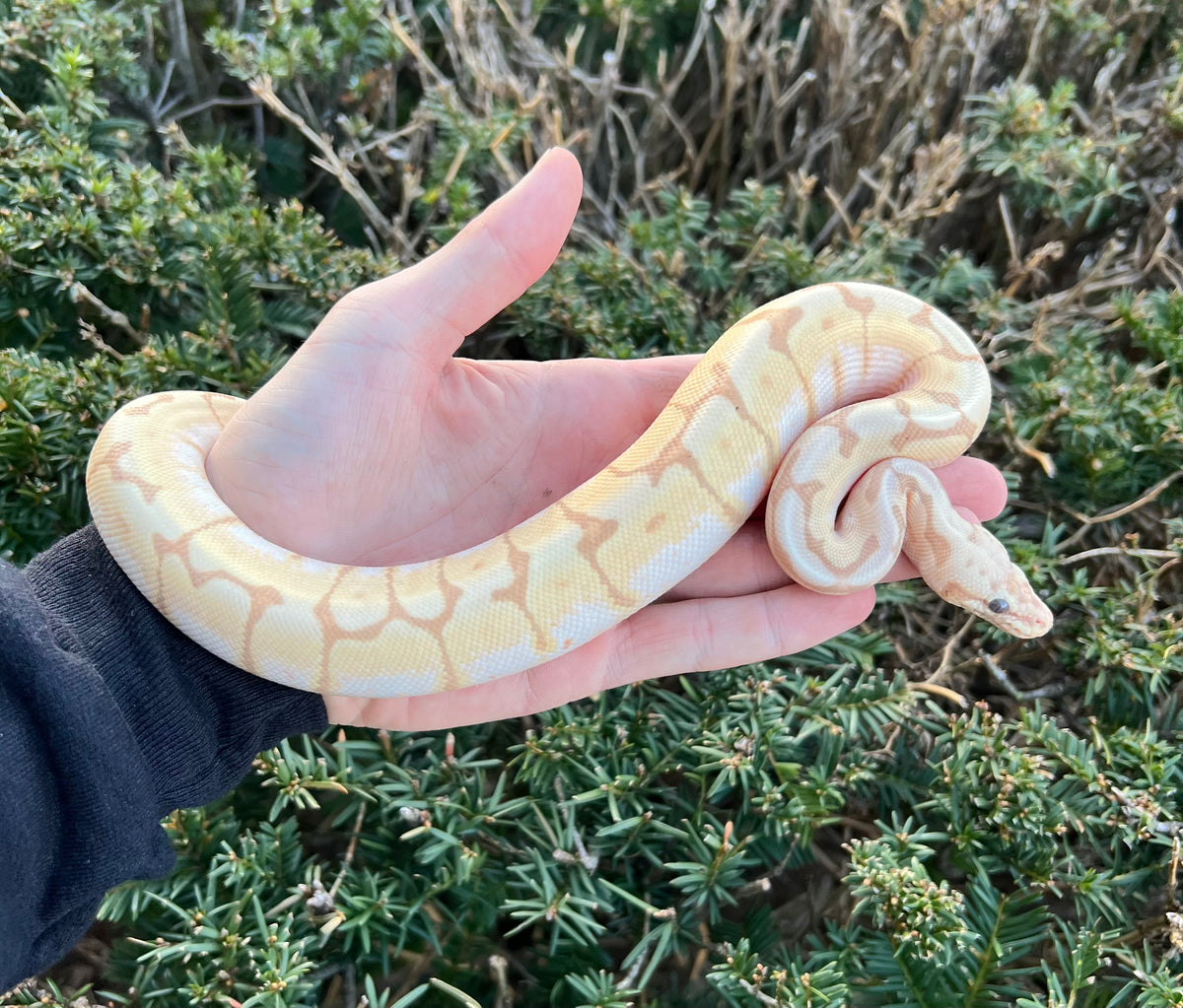 Baby Banana Cinnabee Ball Python (Male) – Scales and Tails of Ohio