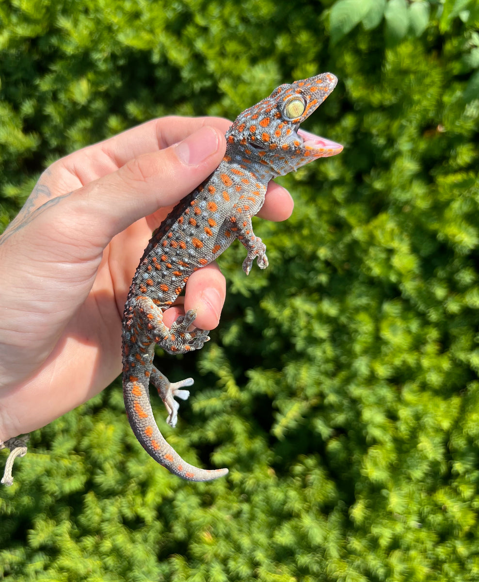 1.1 Adult Tokay Gecko (Pair 1) – Scales and Tails of Ohio
