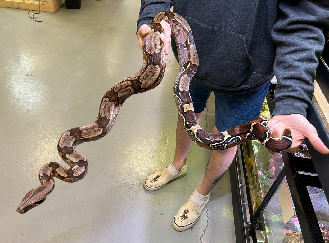 Adult Guyana Boa (Male) – Scales and Tails of Ohio