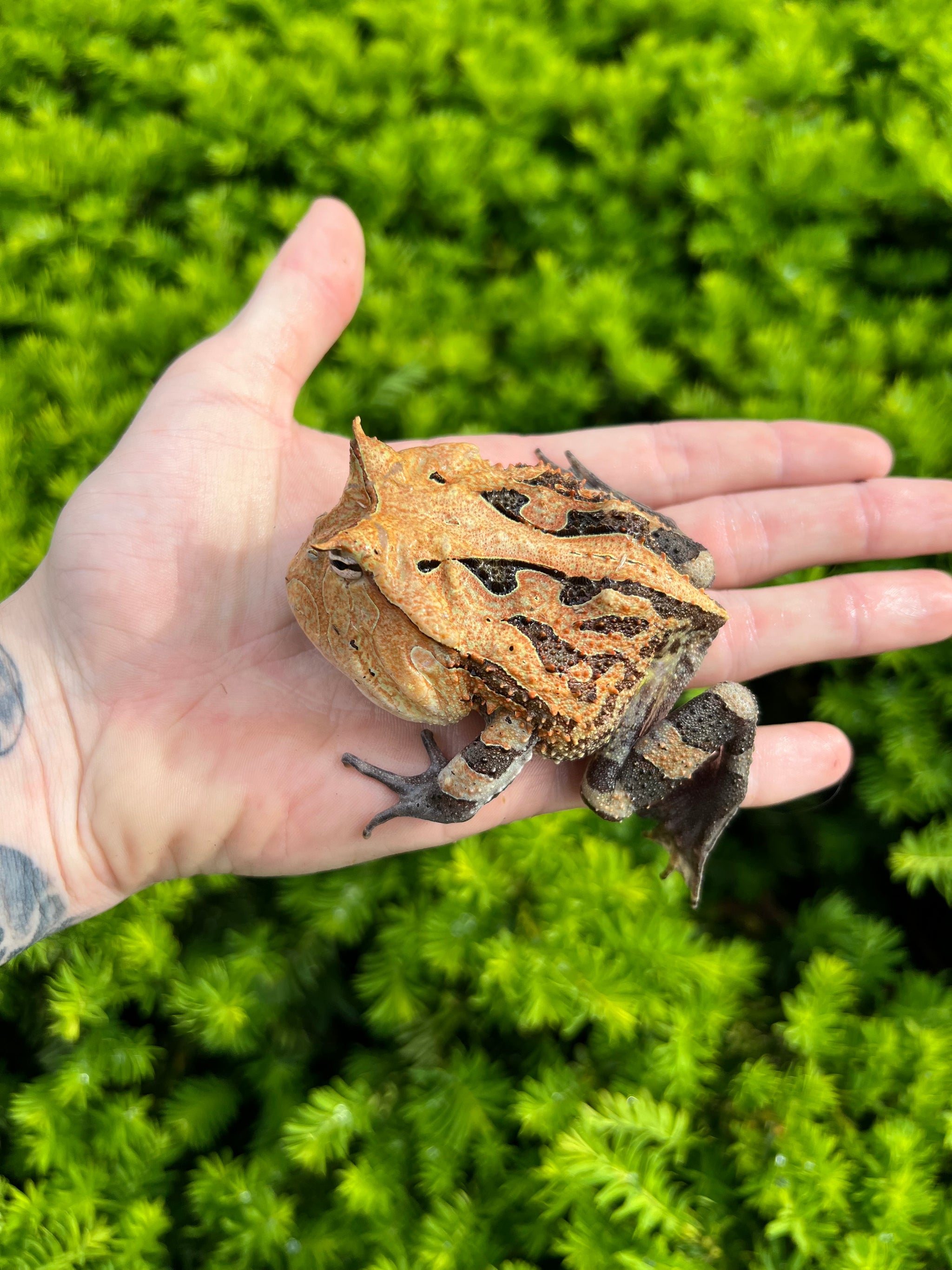 Adult Suriname Horned Frog – Scales and Tails of Ohio