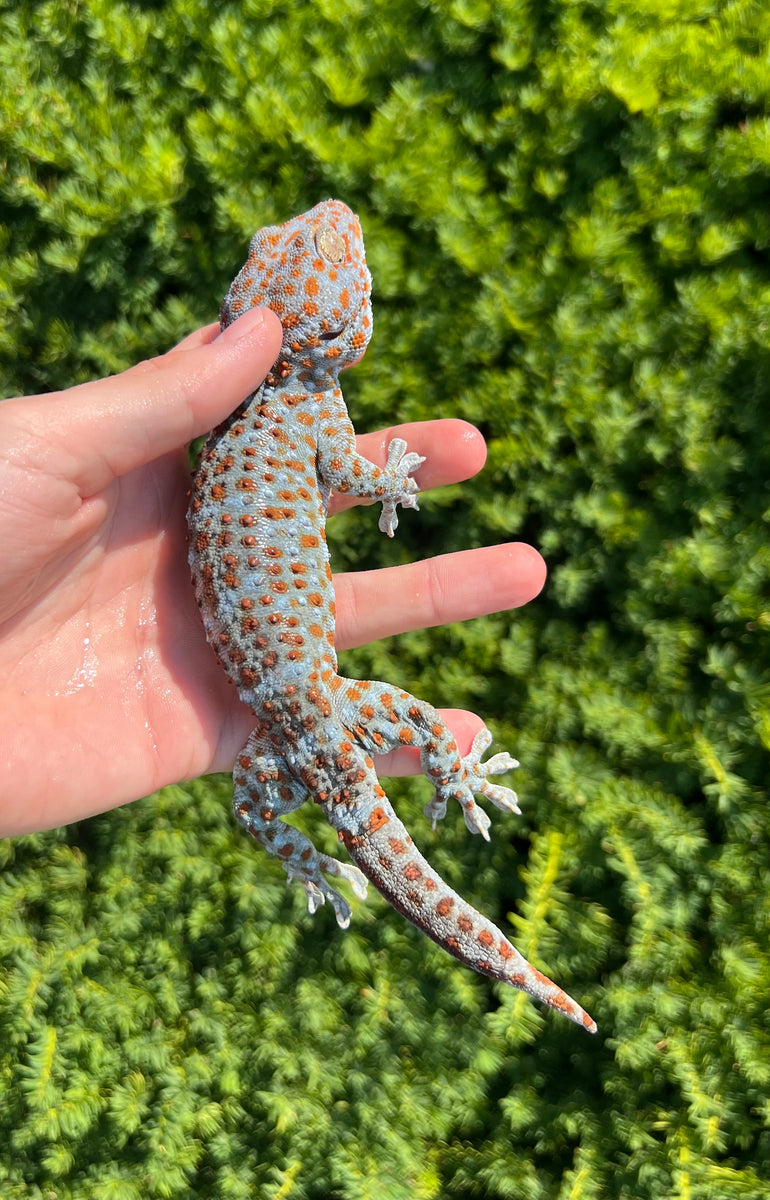 1.1 Adult Tokay Gecko (Pair 2) – Scales and Tails of Ohio